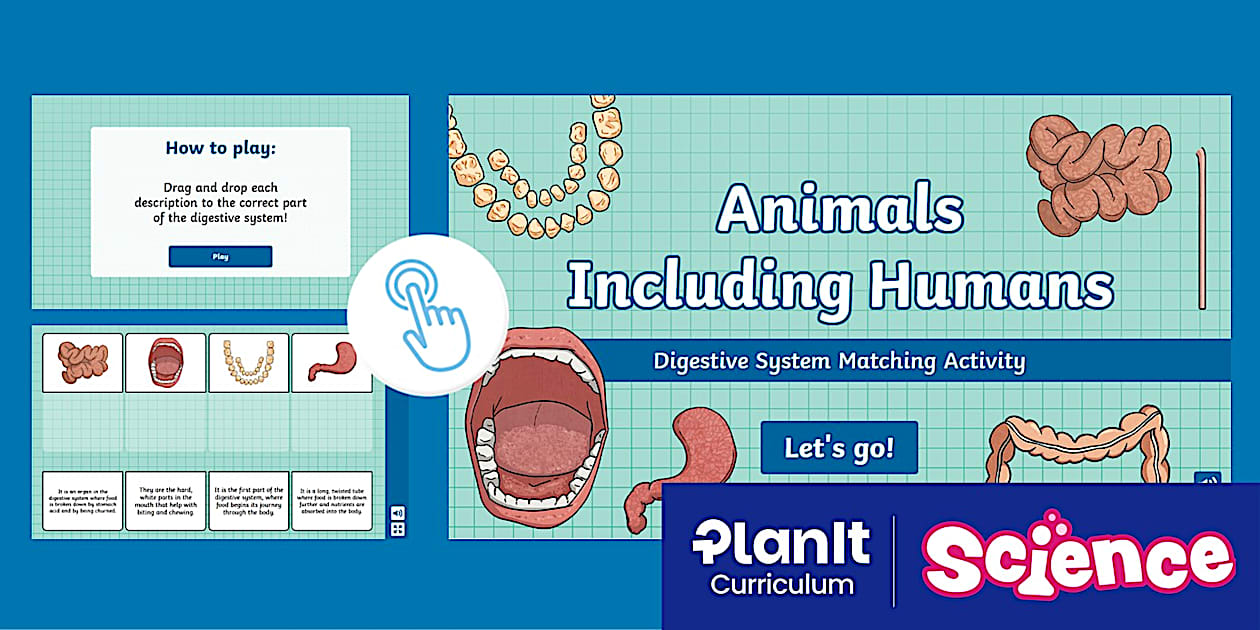 Digestive System Matching Activity