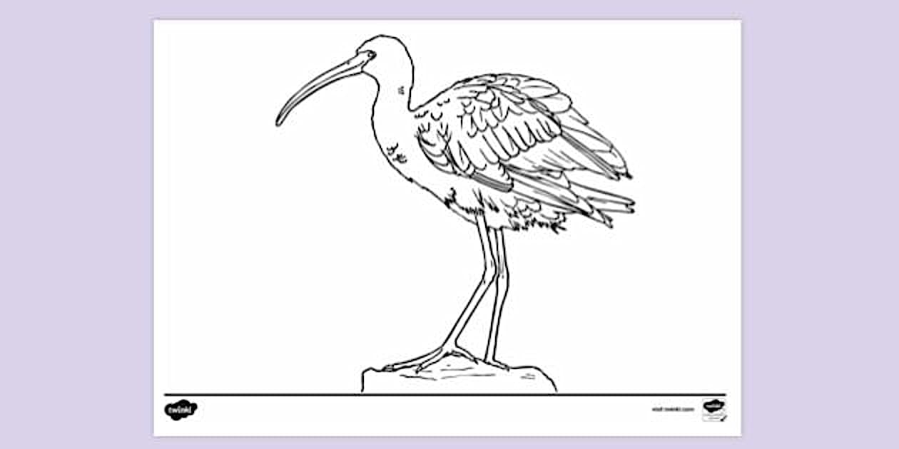 Glossy Ibis Colouring Sheet (teacher made) - Twinkl