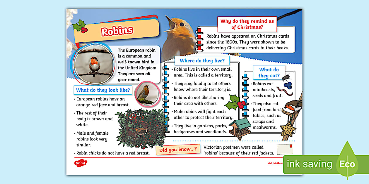 KS1 Robin Fact File (teacher made) - Twinkl