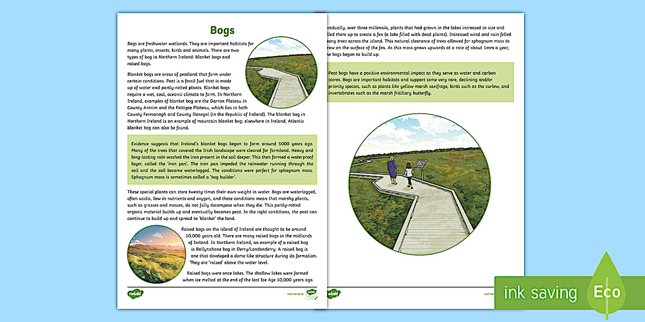 Bogs Fact File (Hecho por educadores) - Twinkl