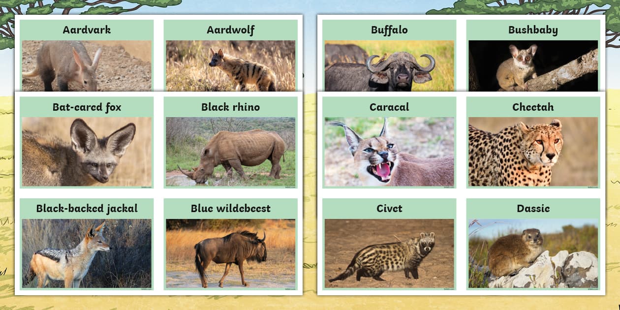 Grade R - Wild Animals - Flashcards: South African Mammals