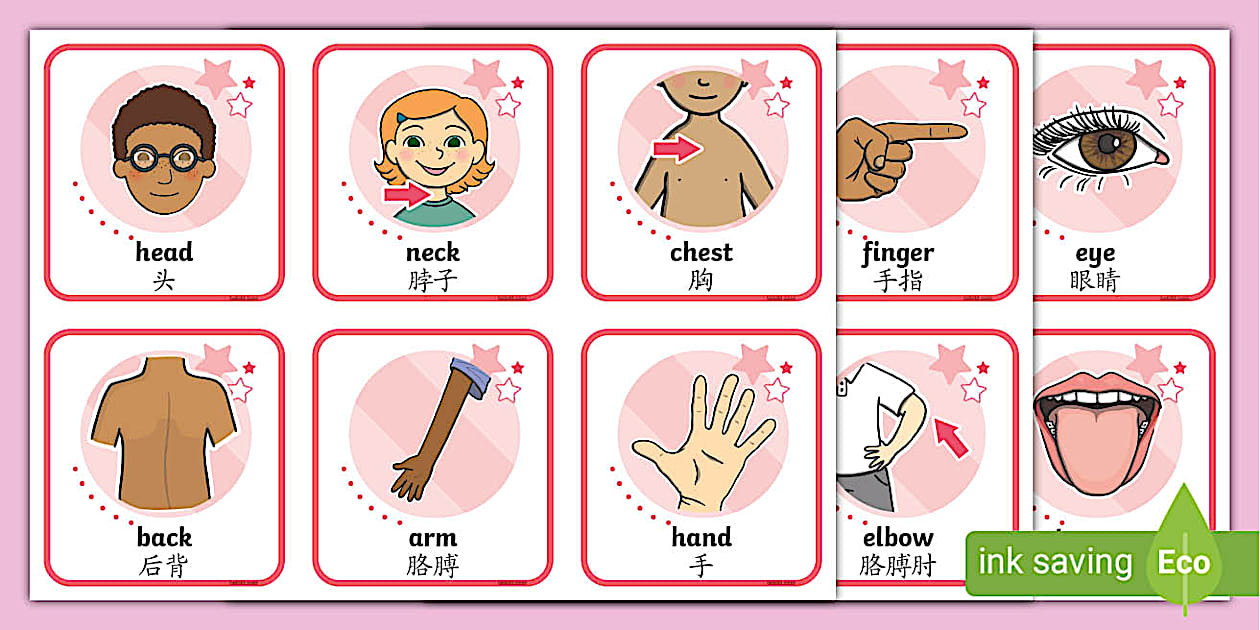 Body Parts Flashcards - English/Mandarin Chinese