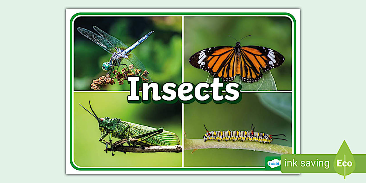 Insects Photo Display Poster (Hecho por educadores) - Twinkl