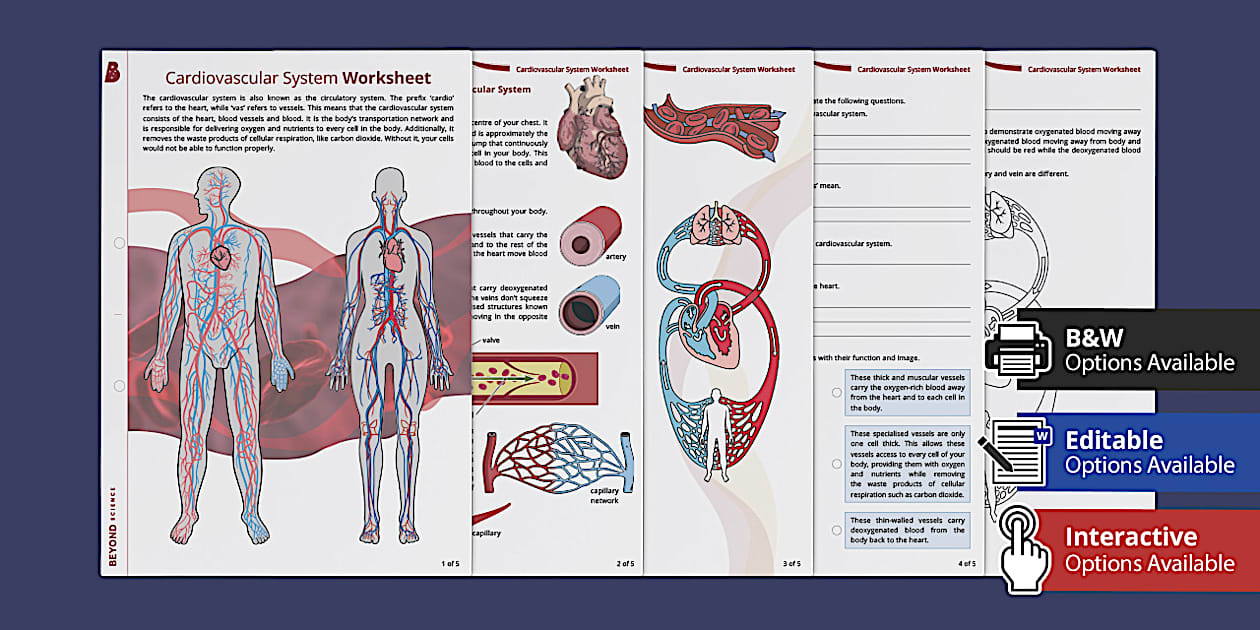Cardiovascular System Worksheet (teacher made) - Twinkl