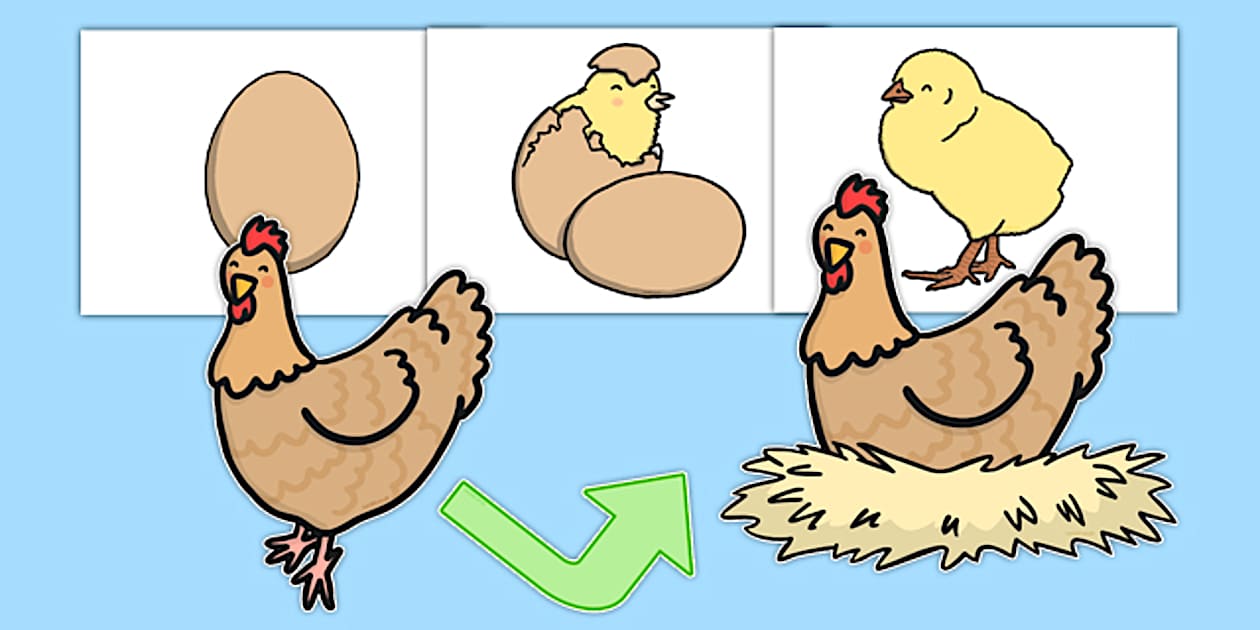 Hen Life Cycle Cut Outs (teacher made) - Twinkl
