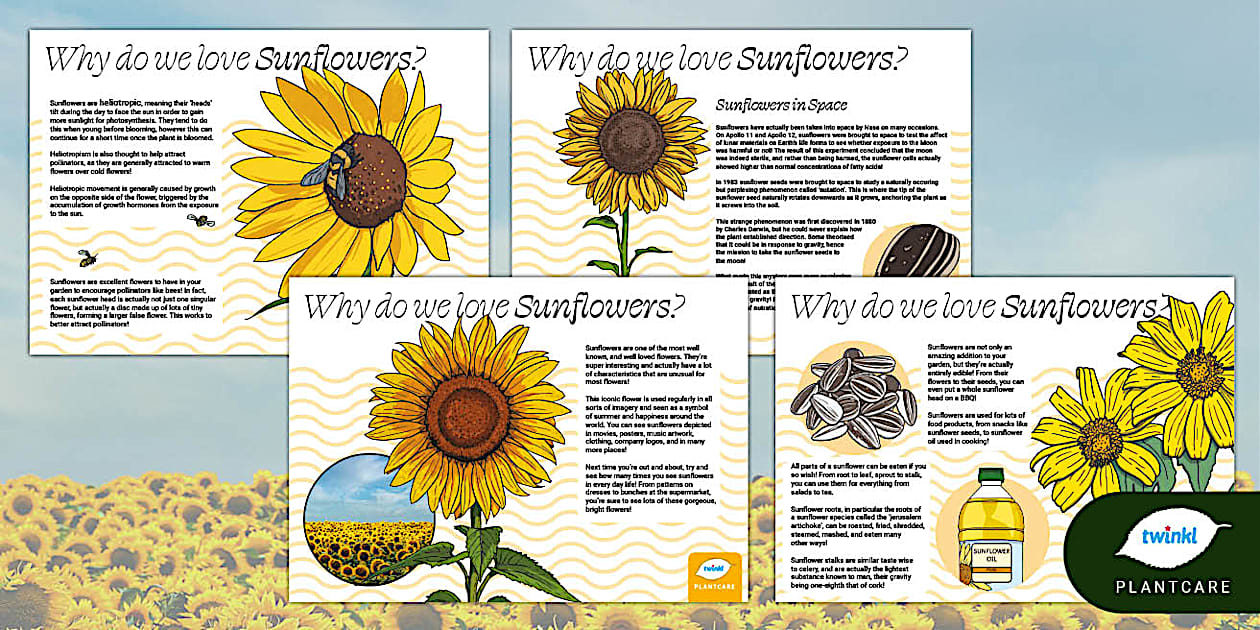 Why We Love Sunflowers -Sunflower fact sheet, Summer, Plants