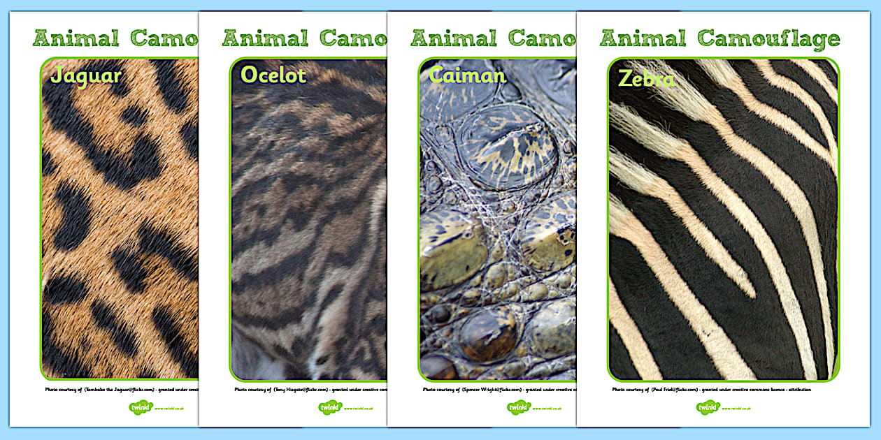Animals with Stripes Camouflage Posters | Primary Resources