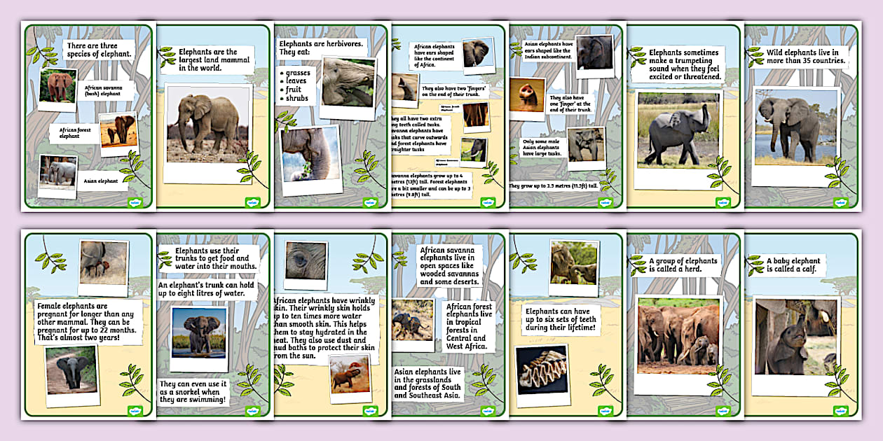 Elephant Display Posters - KS1 - Animals - Science - Twinkl