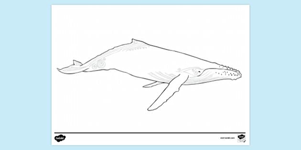Taniwha Humpback Whale Colouring Sheet (teacher made)