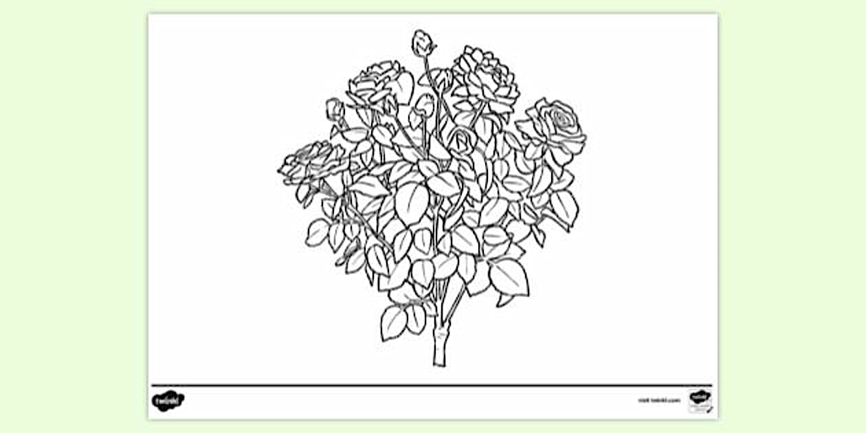 Roses Colouring Page to Print | Colouring Sheets - Twinkl