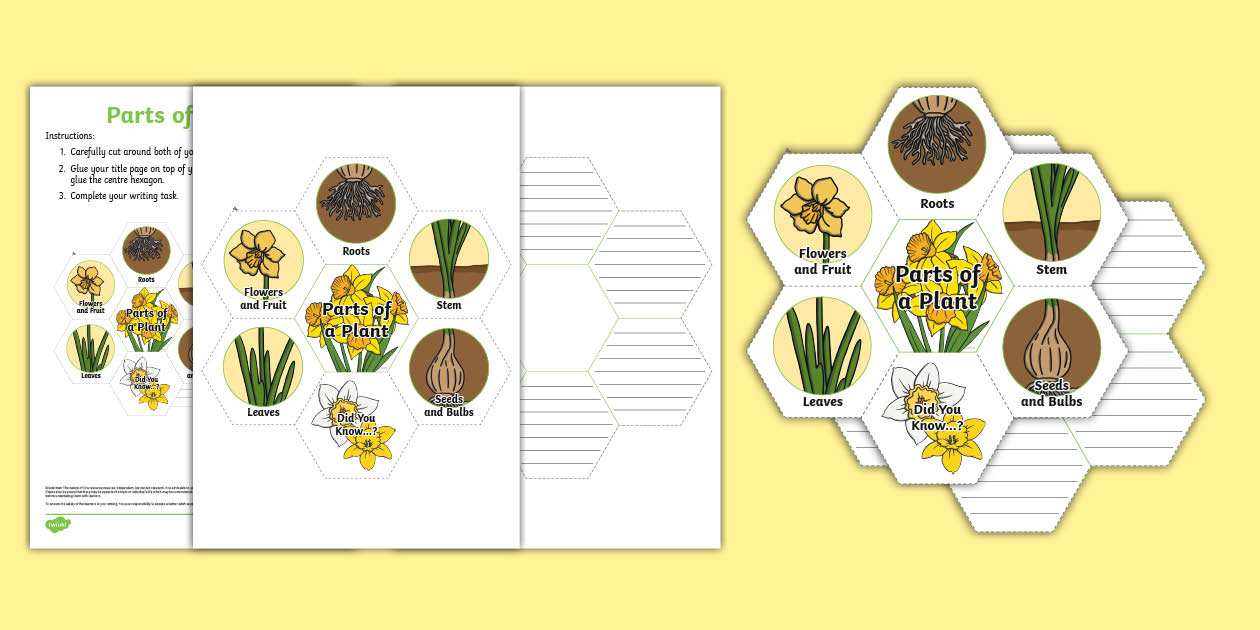 Parts of a Plant Hexagon Writing Template - Twinkl