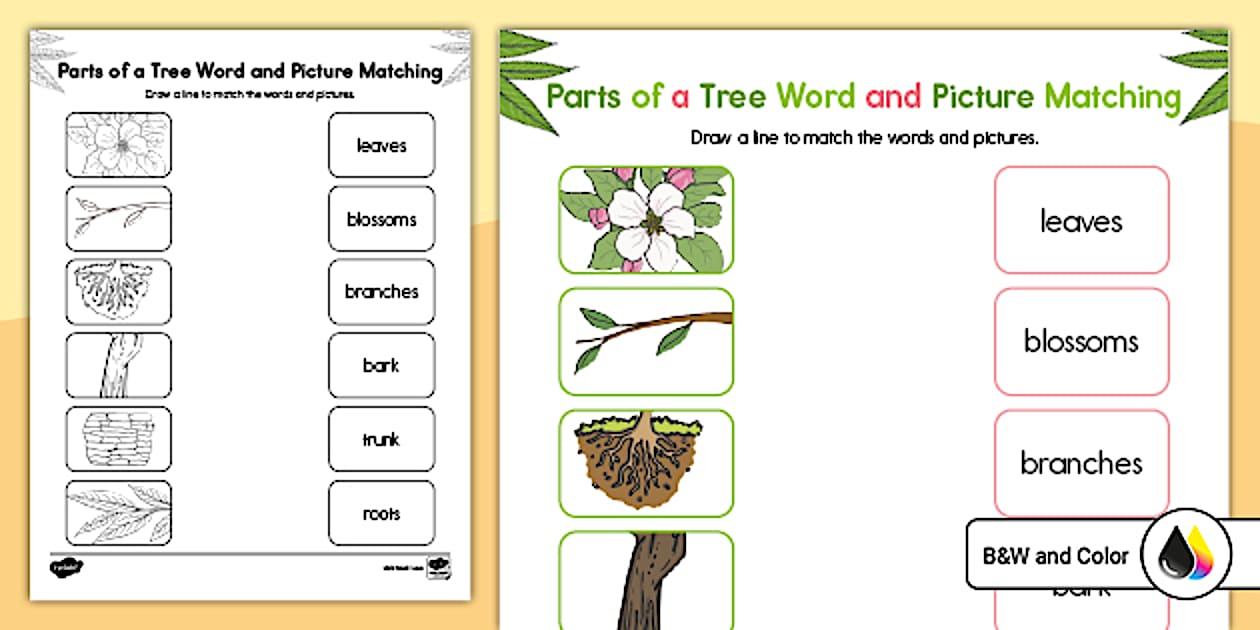 Parts of a Tree Word and Picture Matching Worksheet for K-2nd Grade