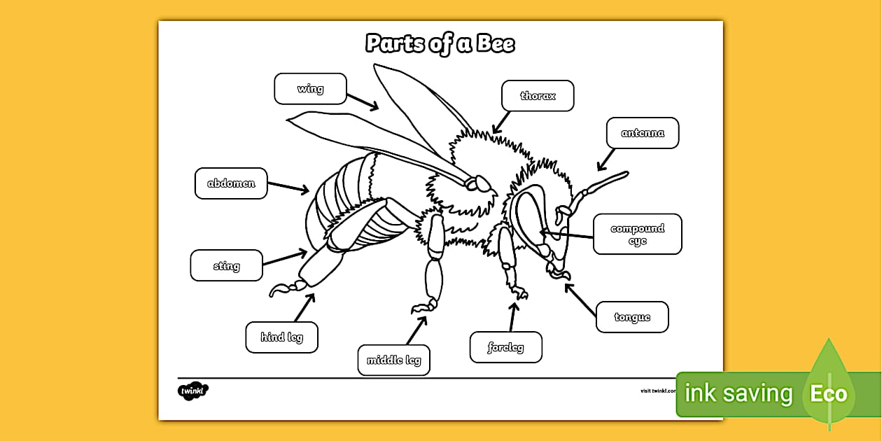 Parts of a Bee Diagram | Twinkl | KS1 | World Bee Day