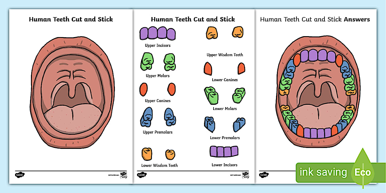 Human Teeth Cut and Stick Matching Worksheet (teacher made)