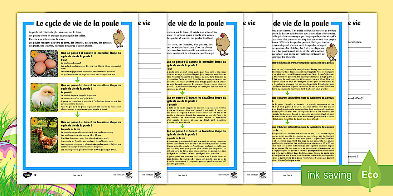 Compréhension écrite différenciée : Le cycle de vie de la poule