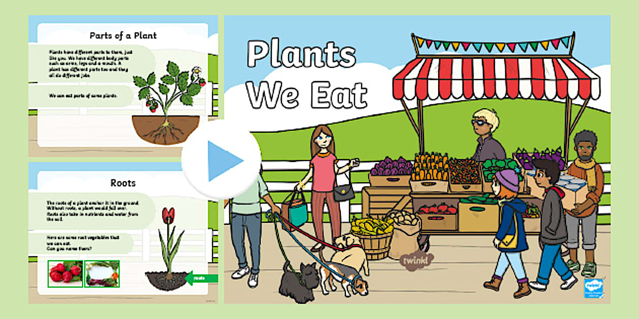 Plants We Eat Information PowerPoint (teacher made) - Twinkl