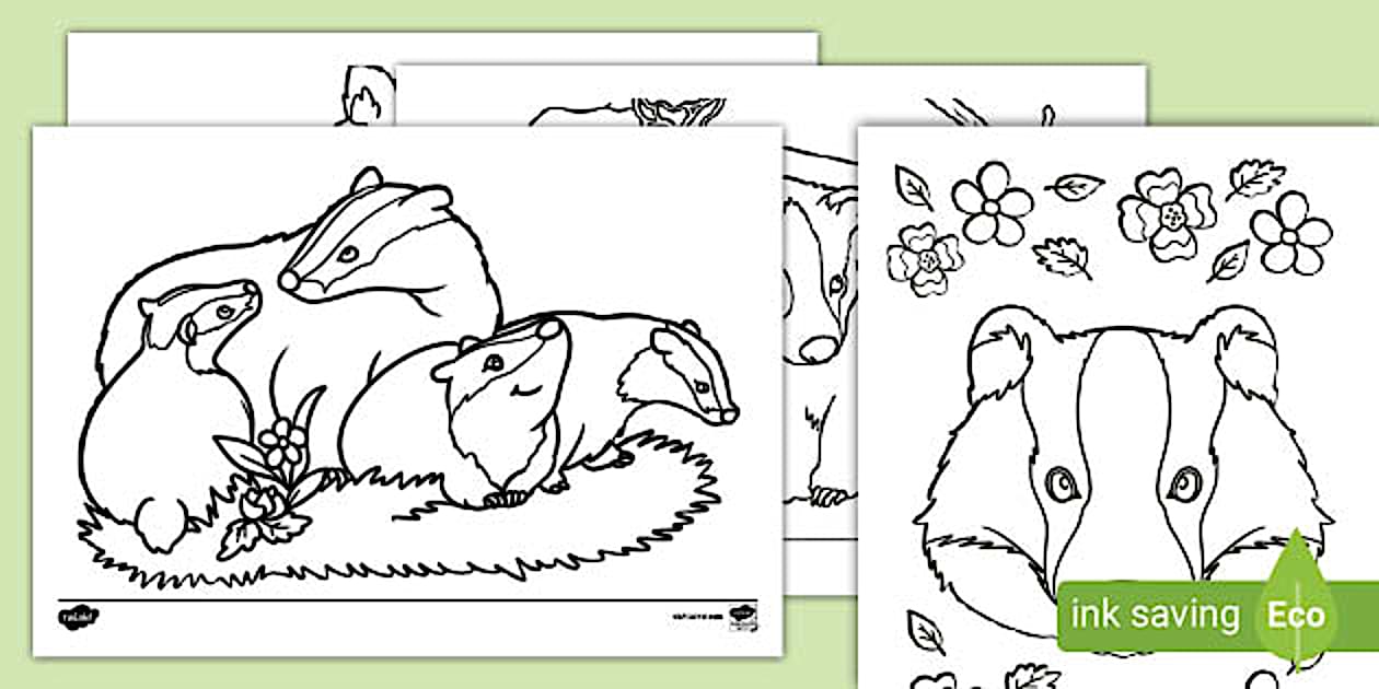 Badger Colouring Pages (teacher made) - Twinkl