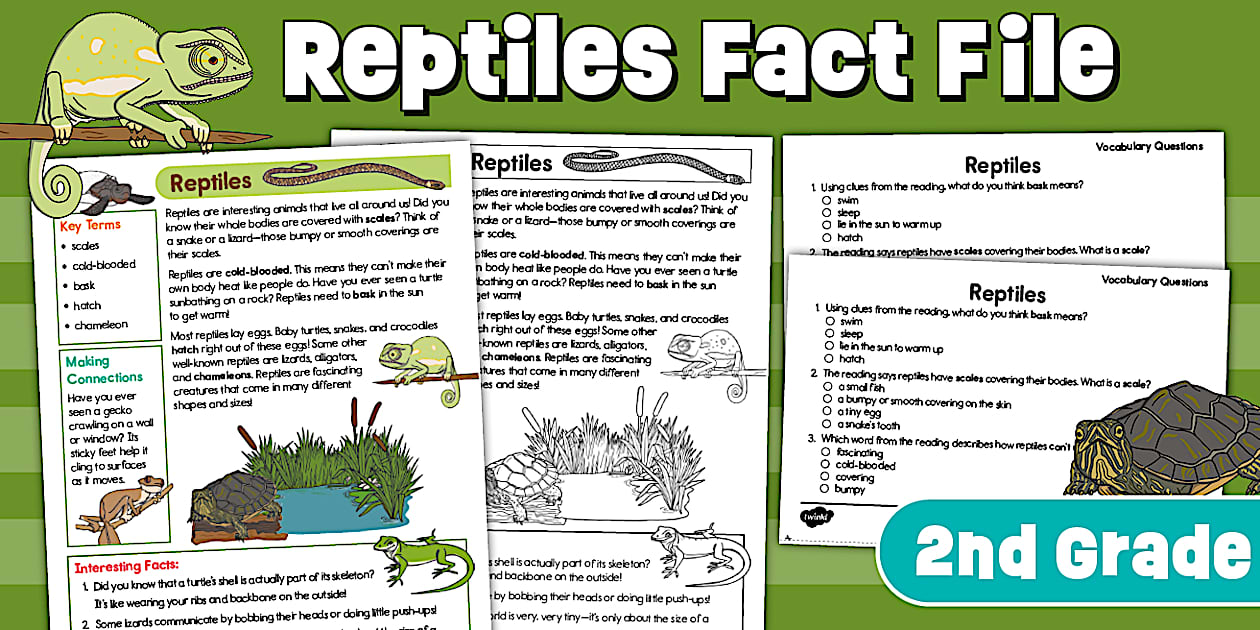 Characteristics of Reptiles Fact File and Vocabulary