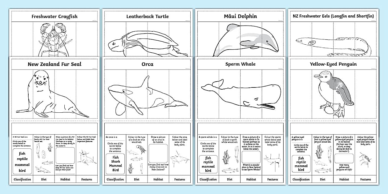 NZ Oceans and Rivers Fact File Flap Book Pack - Twinkl