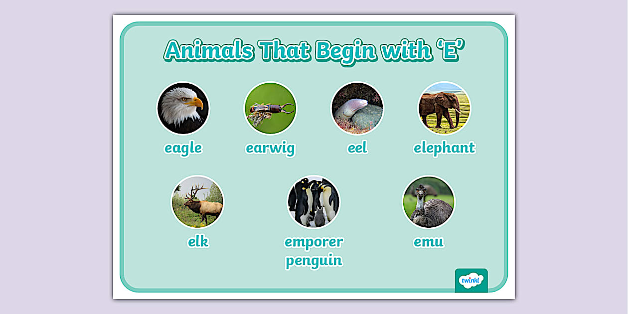 Animals That Begin with Letter 'E' Display Poster - Twinkl