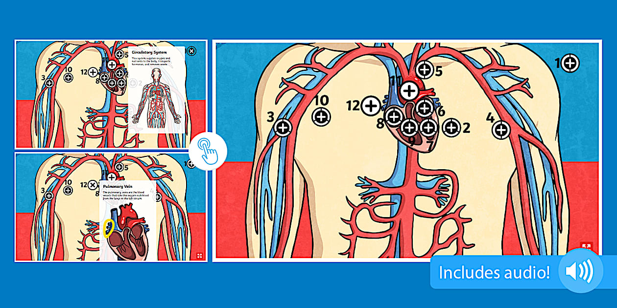 Circulatory System Click and Learn Digital Picture - Twinkl
