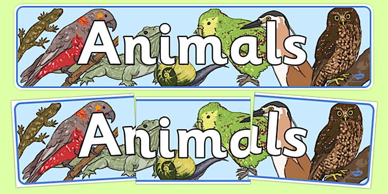 Animals Display Banner New Zealand (Teacher-Made) - Twinkl