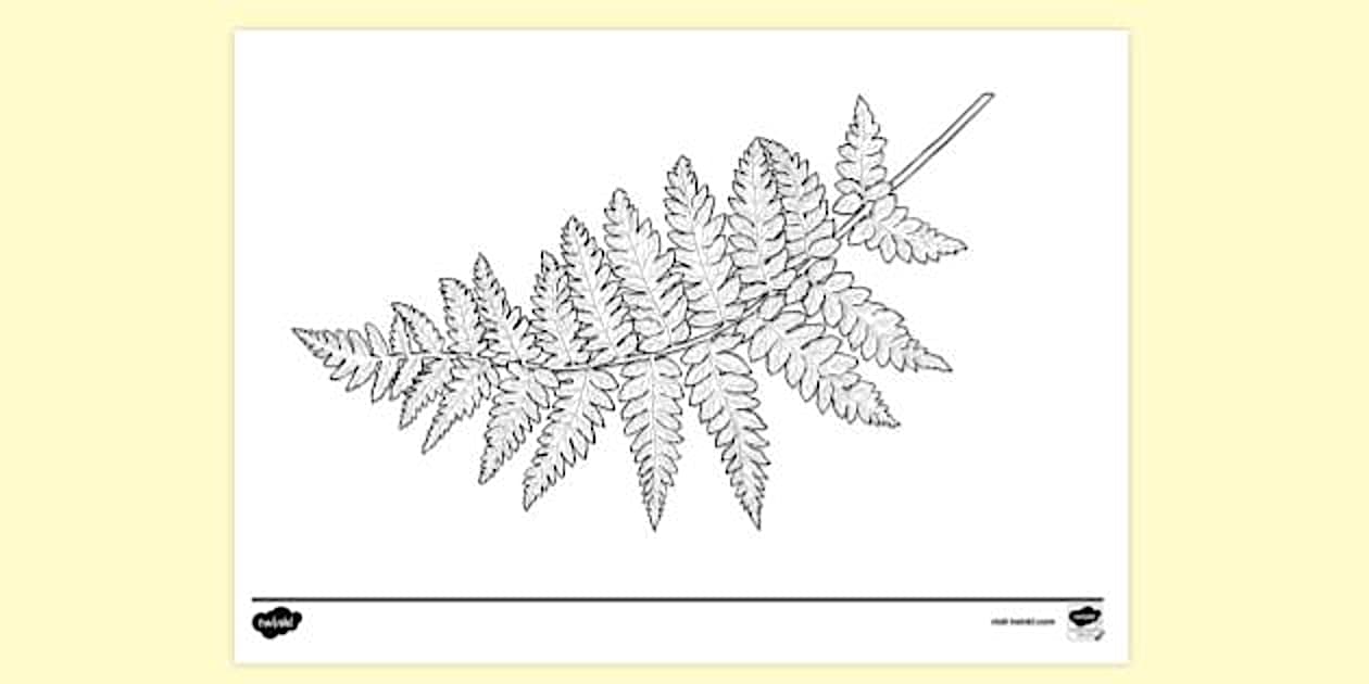 Fern Colouring Sheet | Primary Resources - Twinkl