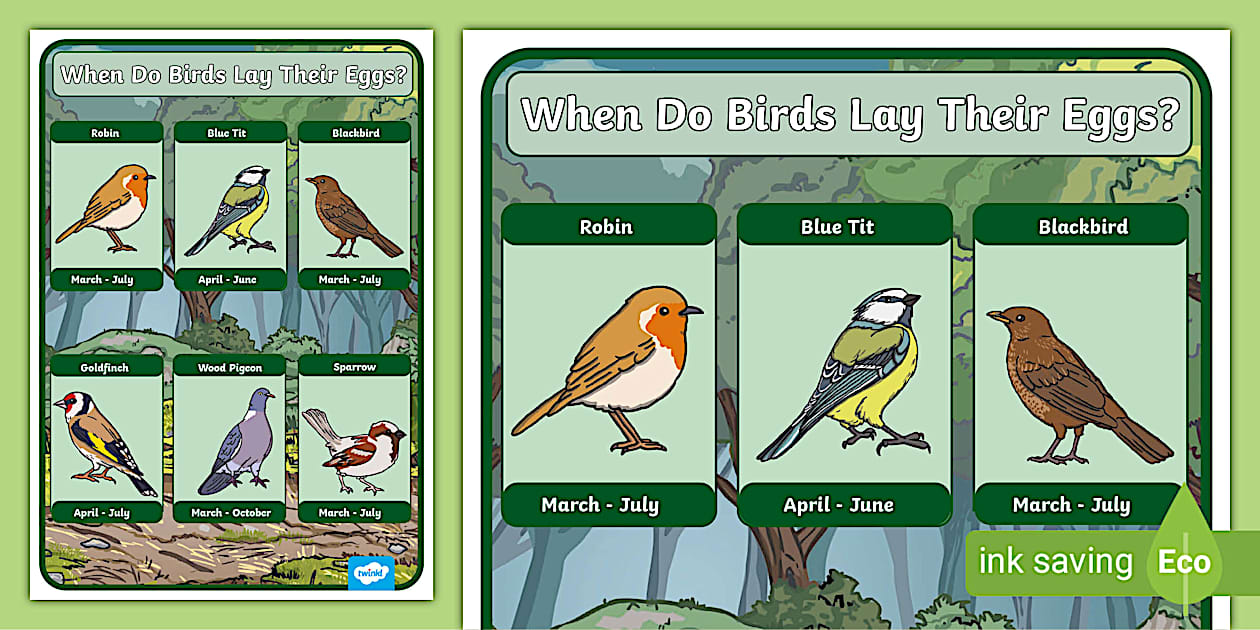 When Do Birds Lay Their Eggs? Display Poster - Twinkl