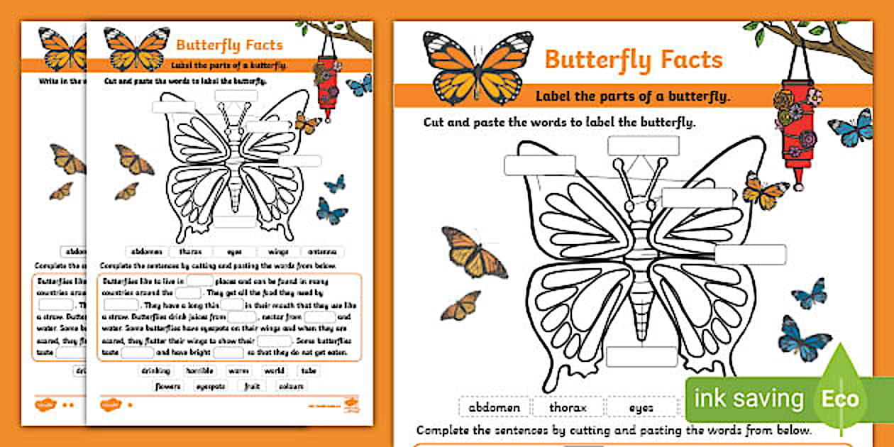 Butterfly Facts Worksheet | Butterfly Fact File | Primary
