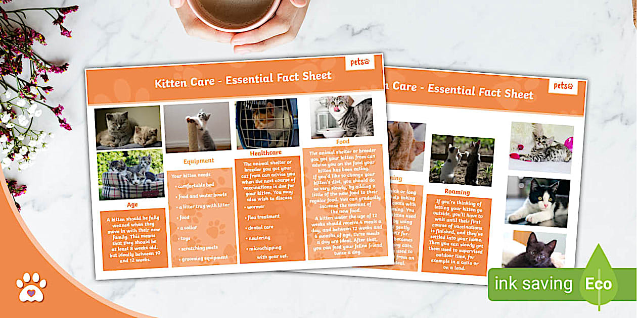 Kitten Care Sheet, Information Worksheet, Twinkl Pets