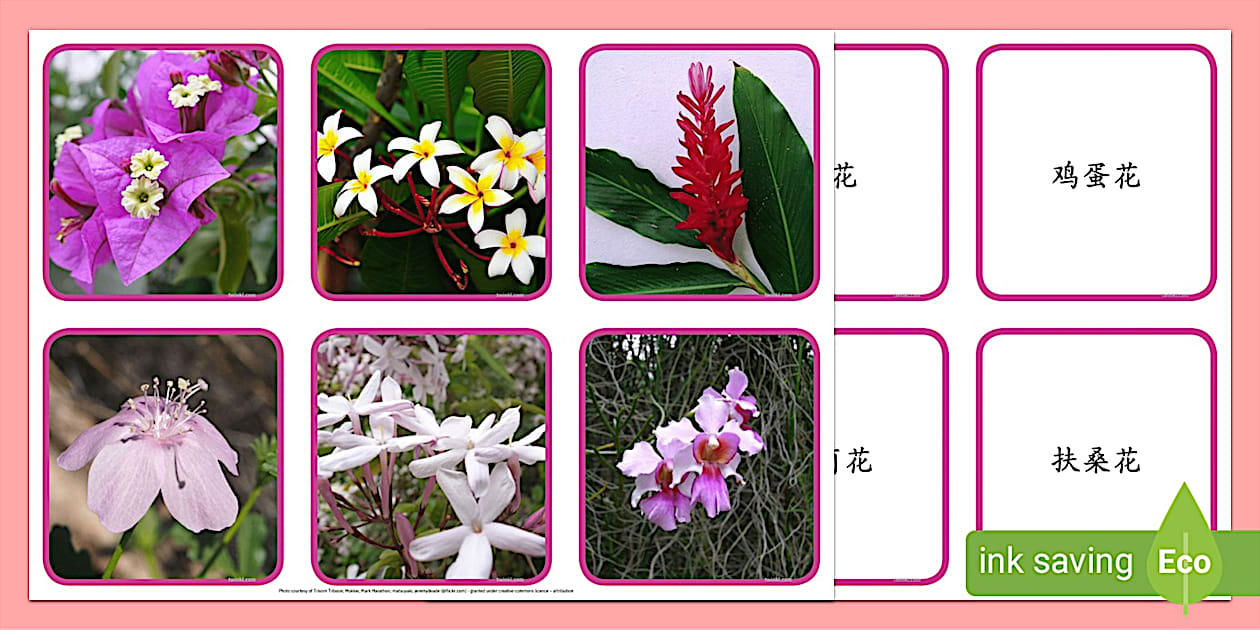 *Chinese version Singapore Flowers Photo Matching Cards*