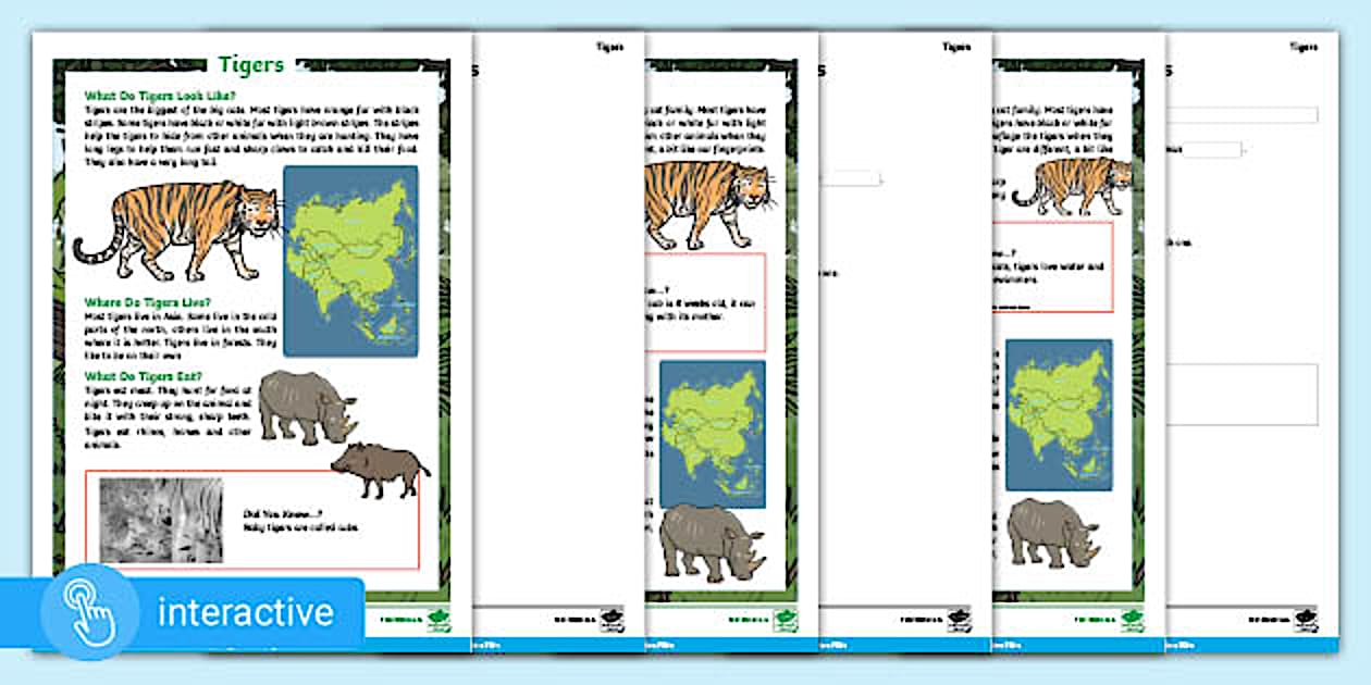 All About Tigers Interactive Reading Comprehension - Twinkl