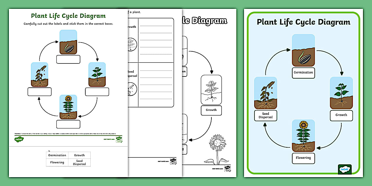 Plant Life Cycle Diagram Pack (teacher made) - Twinkl