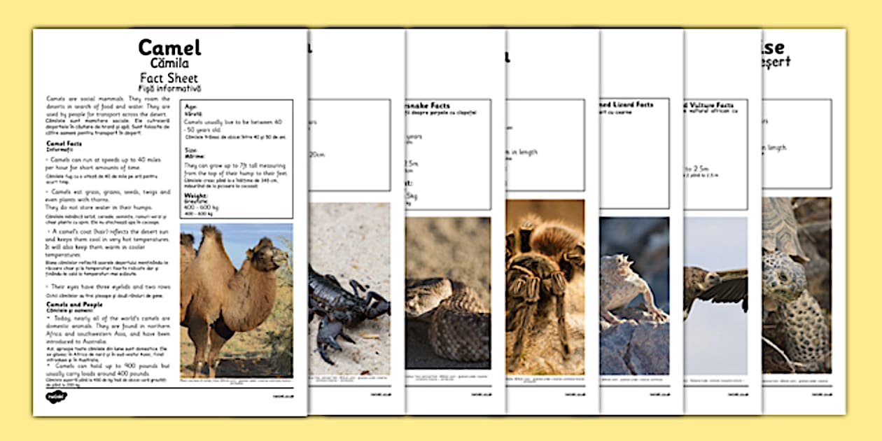 Desert Animals Fact Sheets Romanian Translation - Twinkl