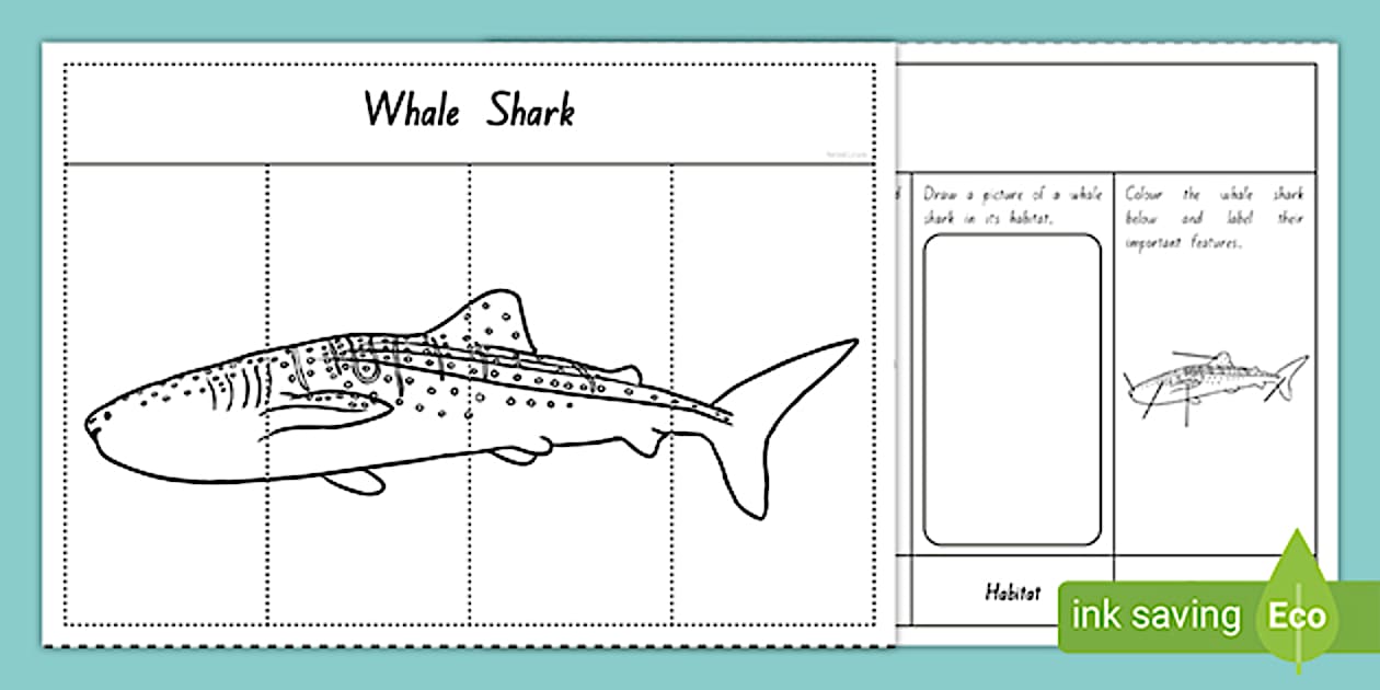 Whale Shark Flap Book
