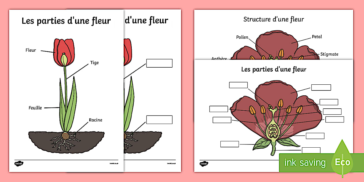 Schéma à compléter : les parties et la structure d'une fleur