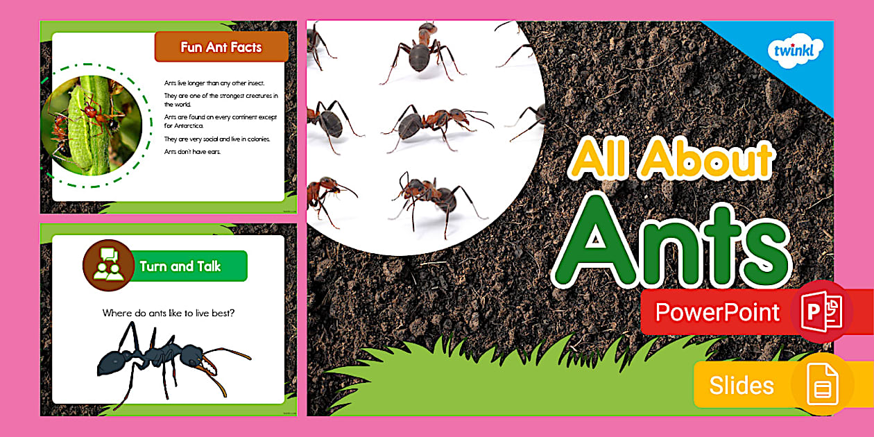 All About Ants PowerPoint & Google Slides for K-2nd Grade