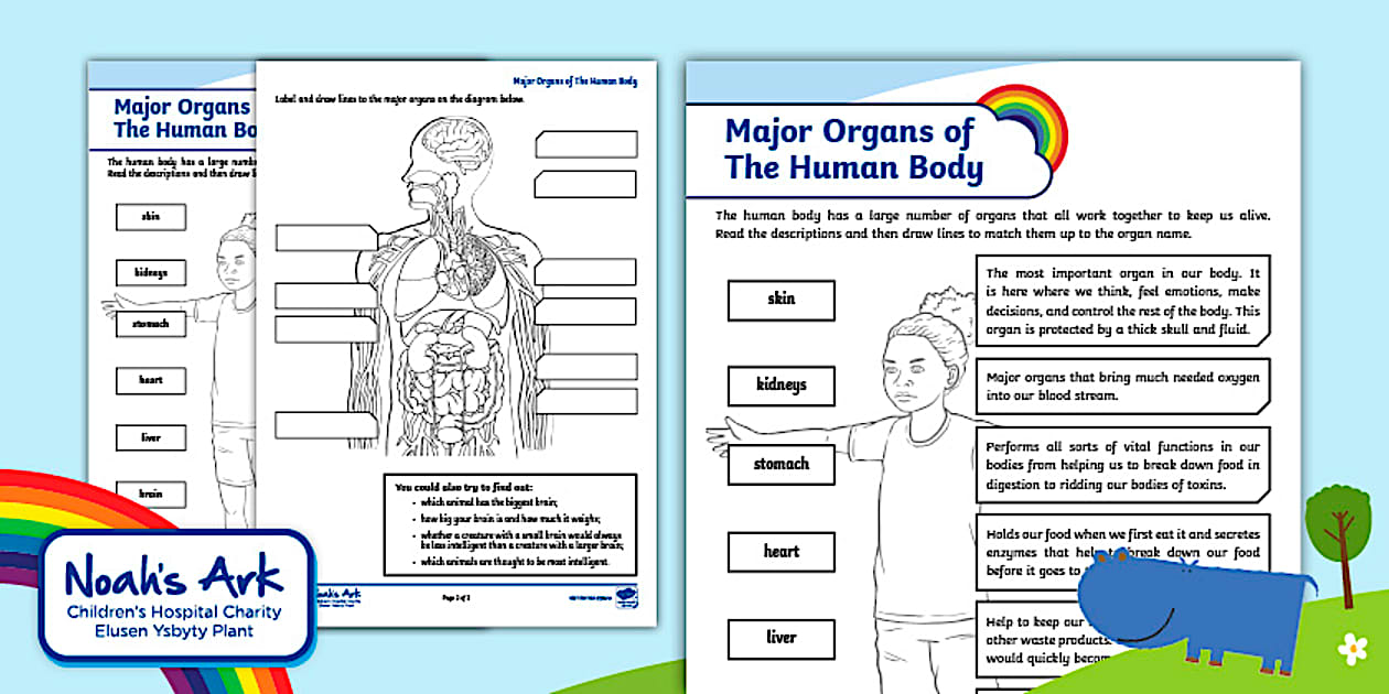 FREE! - Major Organs of the Human Body Activity Sheets