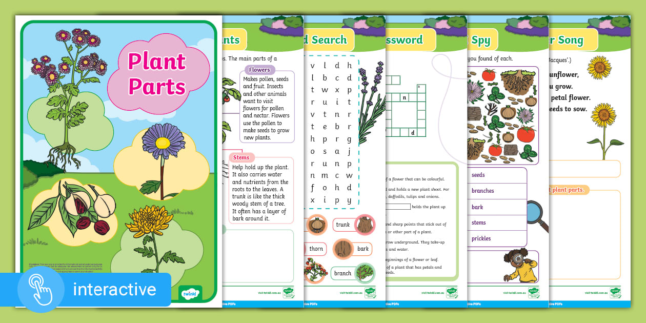 Parts of Plants Interactive PDF Activity Pack (teacher made)