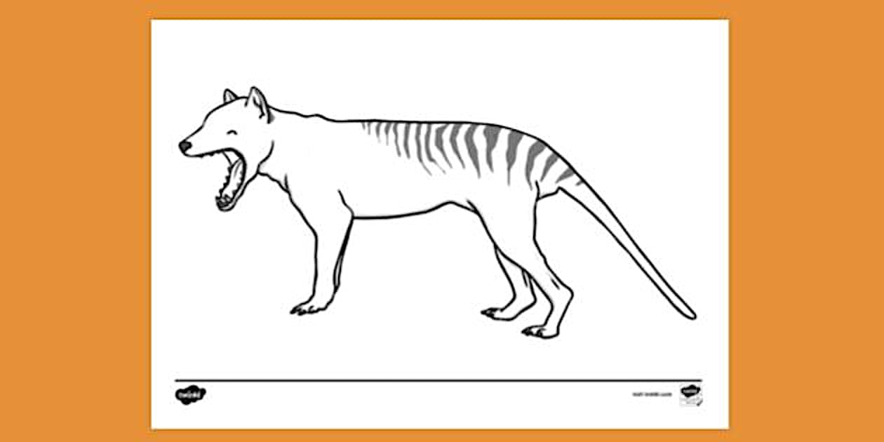 Tasmanian tiger colouring pages resource- easy to print.