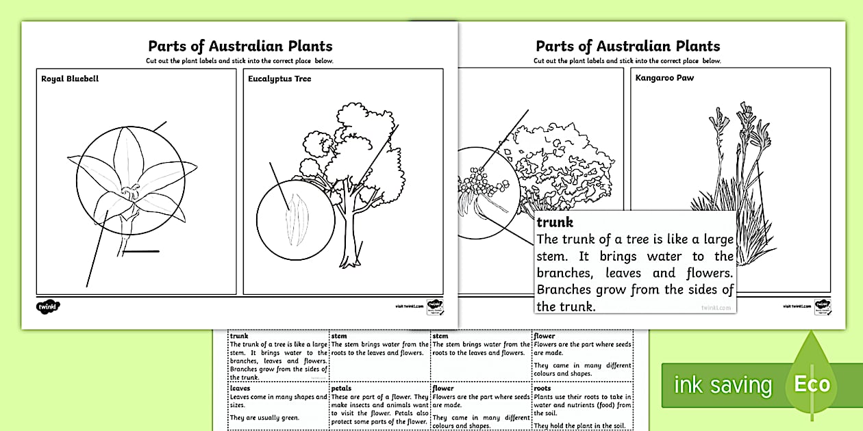 QLD The Parts of Australian Plants Worksheet - Twinkl