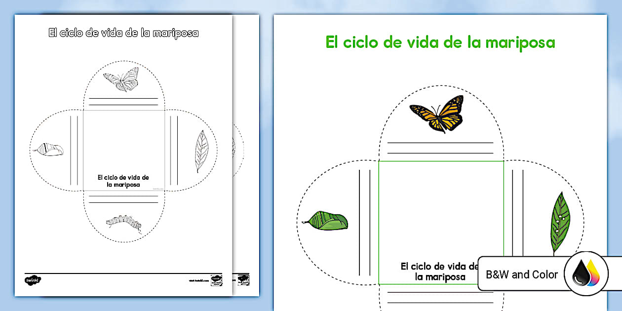 Actividad plegable: El ciclo de vida de la mariposa | Twinkl USA