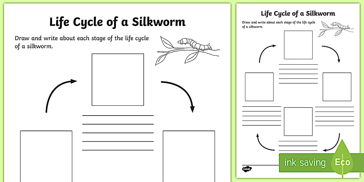 TAS F-2 Silkworm Life Cycle Visual Aid - Twinkl