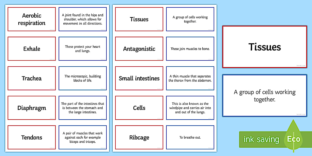 Body Systems Pairs Glossary Activity (teacher made) - Twinkl