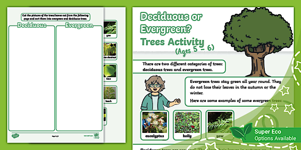 Differences Between Deciduous And Evergreen Trees Activity