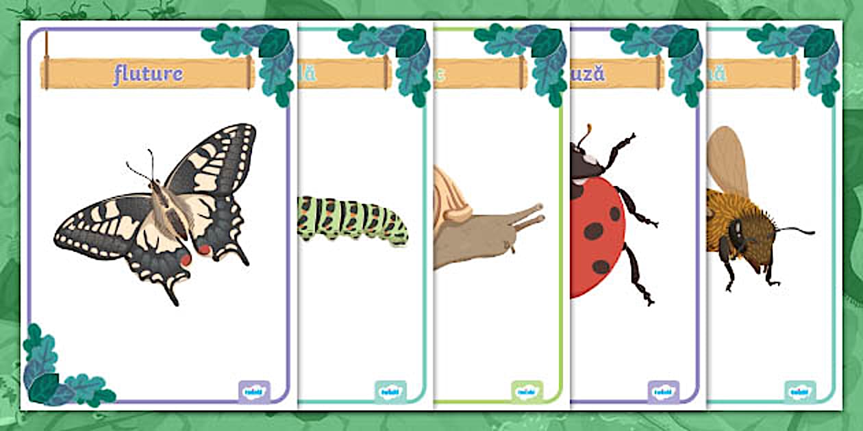 Micile viețuitoare – Planșe (Lehrer gemacht) - Twinkl