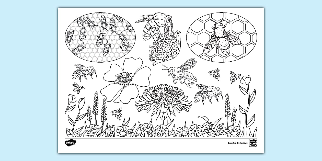 Biene - Ausmalbild (Teacher-Made) - Twinkl