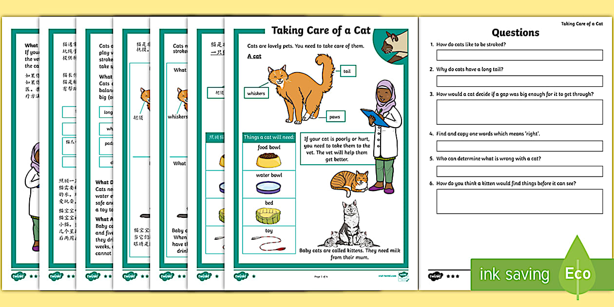 Lower Ability KS1 How To Look After A Cat Differentiated Go Respond ...