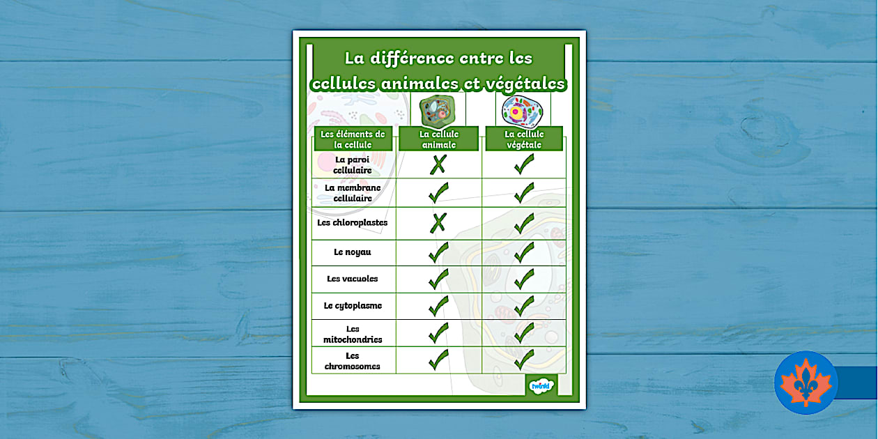 The Difference Between Animal and Plant Cells French