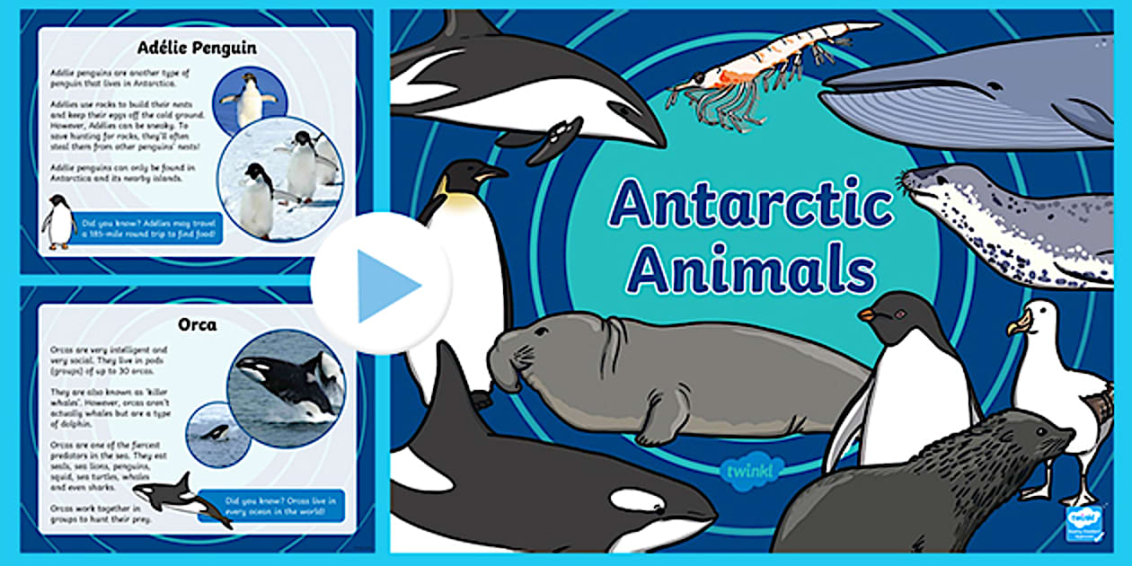Animals In Antarctica KS1 PowerPoint | Primary Resources
